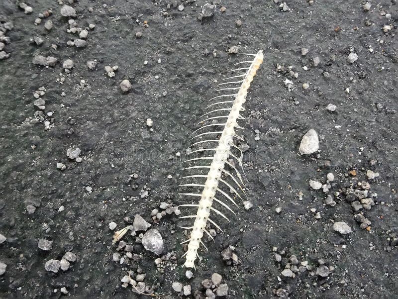 Arêtes De Poisson Photos libres de droits et gratuites de Dreamstime