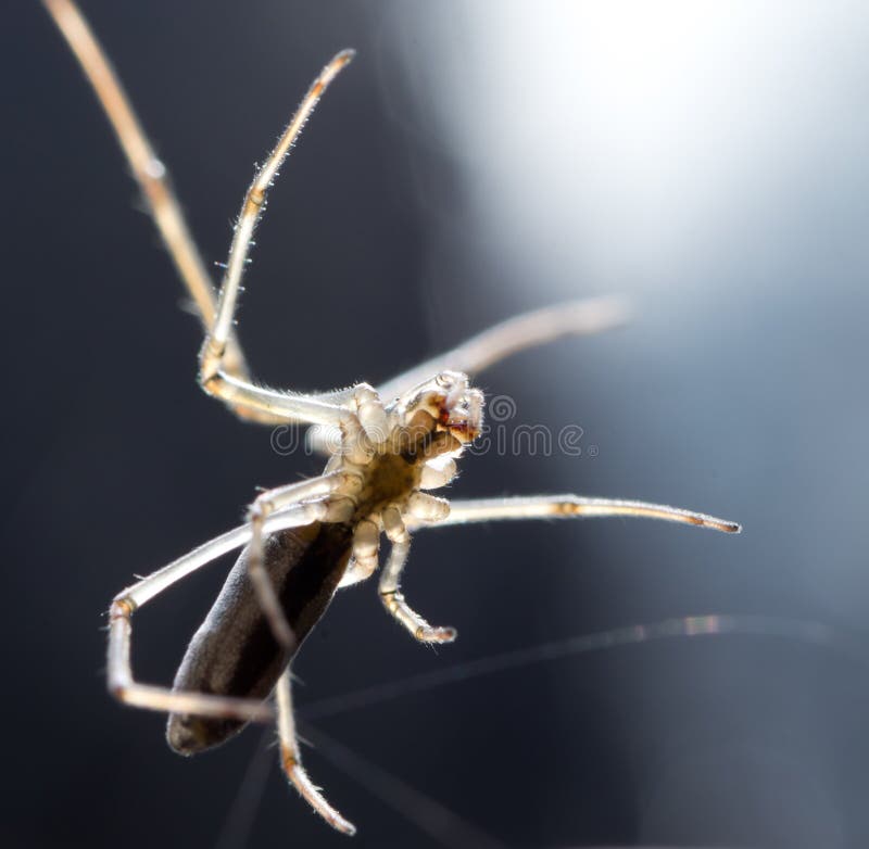 Araña animal imagen de archivo. Imagen de detalle, mascota - 18218065