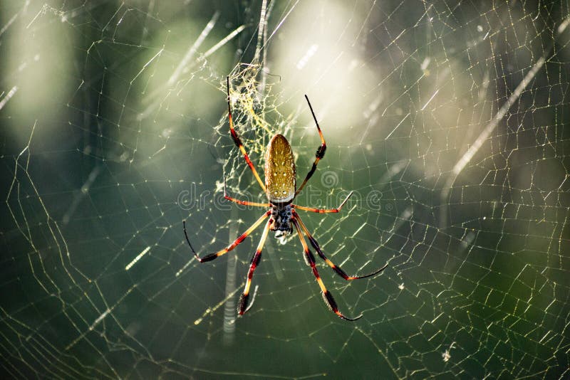 Araña del plátano imagen de archivo. Imagen de vuelta - 65753835
