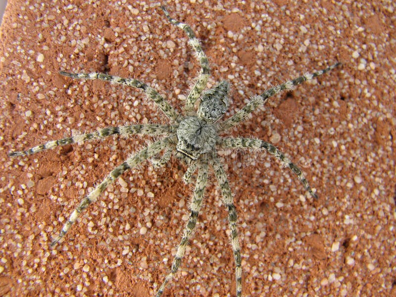 Araña cautelosa imagen de archivo. Imagen de sigiloso - 42918197