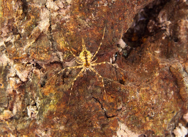 Negro Y Amarillo De La Araña De Jardín Imagen de archivo - Imagen de ...