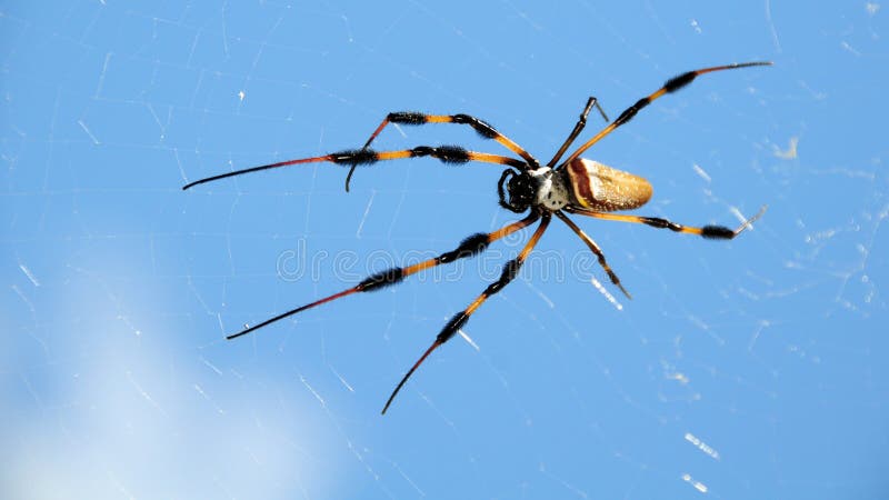 Araña del plátano foto de archivo. Imagen de primer, azul - 32836798