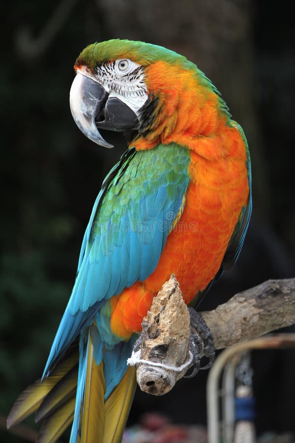 Papegaai - Rode Blauwe Ara stock afbeelding. Image of leven - 4564987