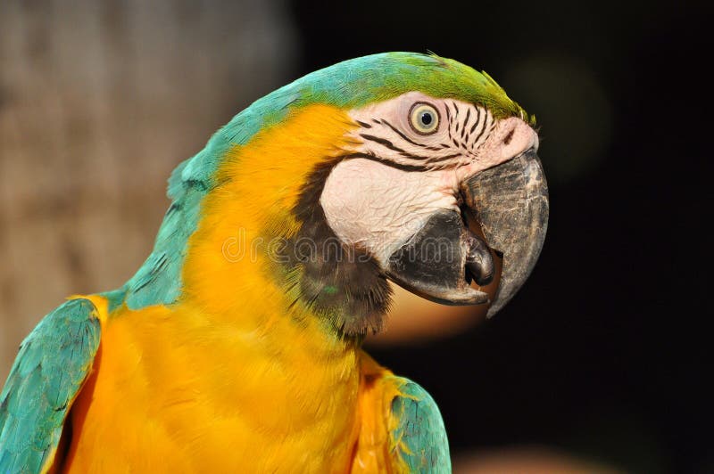 Ara image stock. Image du jaune, perroquet, oiseau, mouche - 38561951