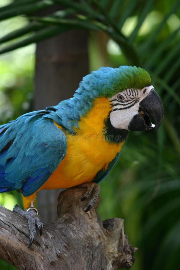Ara photo stock. Image du tropiques, sauvage, orange, faune - 93672