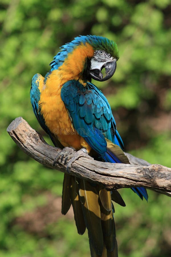 Ara ararauna stock image. Image of attentive, seeking - 18396993