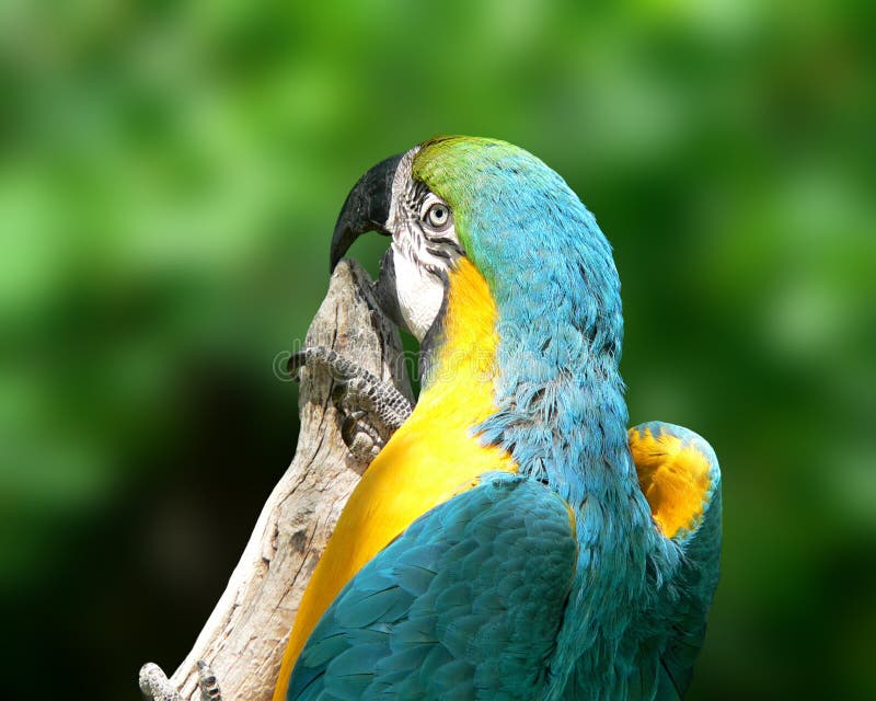 Ara ararauna stock image. Image of bird, wallpaper, fauna - 24191323