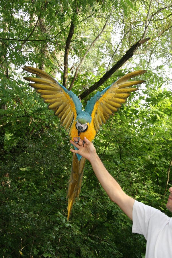 Ara Ararauna stock image. Image of background, front - 25735121