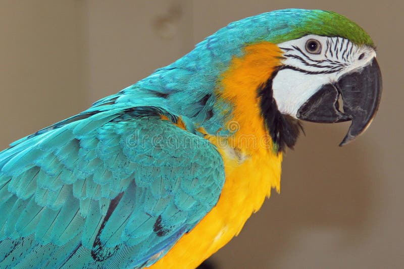 Ara Ararauna stockbild. Bild von papagei, blau, vogel - 28727475