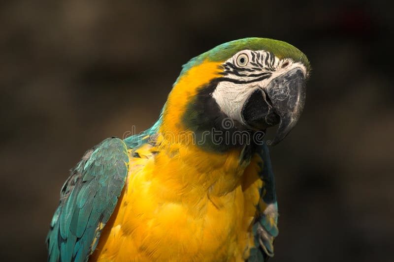 Ara Ararauna stock photo. Image of outdoors, macaw, bird - 3846198
