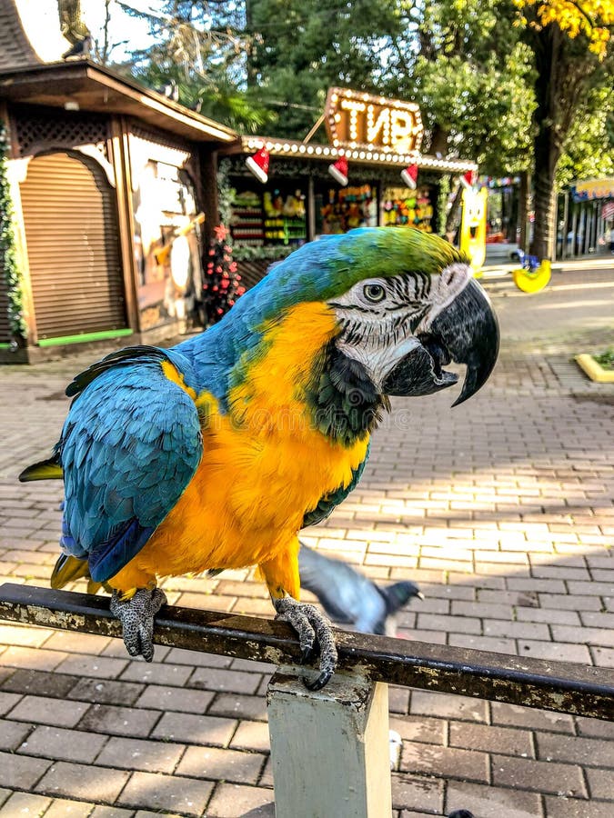 Ara Ararauna. Blue-yellow Macaw Parrot Portrait Editorial Photo - Image ...