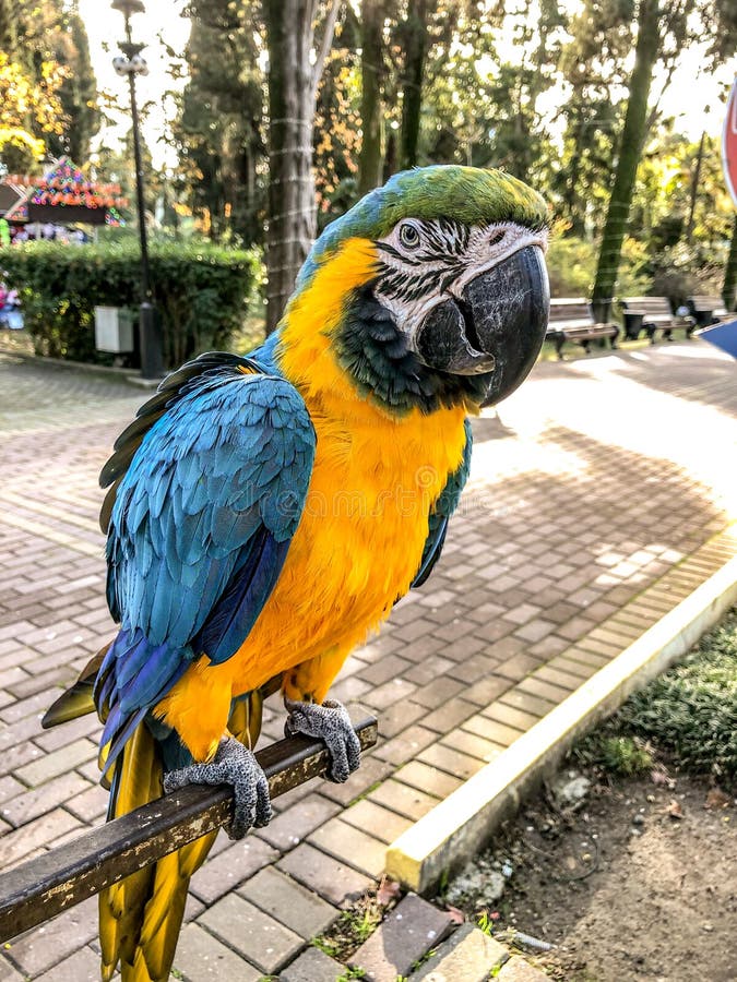 Ara Ararauna. Blue-yellow Macaw Parrot Portrait Stock Photo - Image of ...
