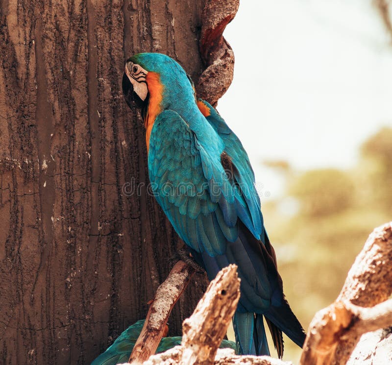 Ara Ararauna. Blue Macaw Parrot Portrait. Ara Macaw Parrot Stock Photo ...
