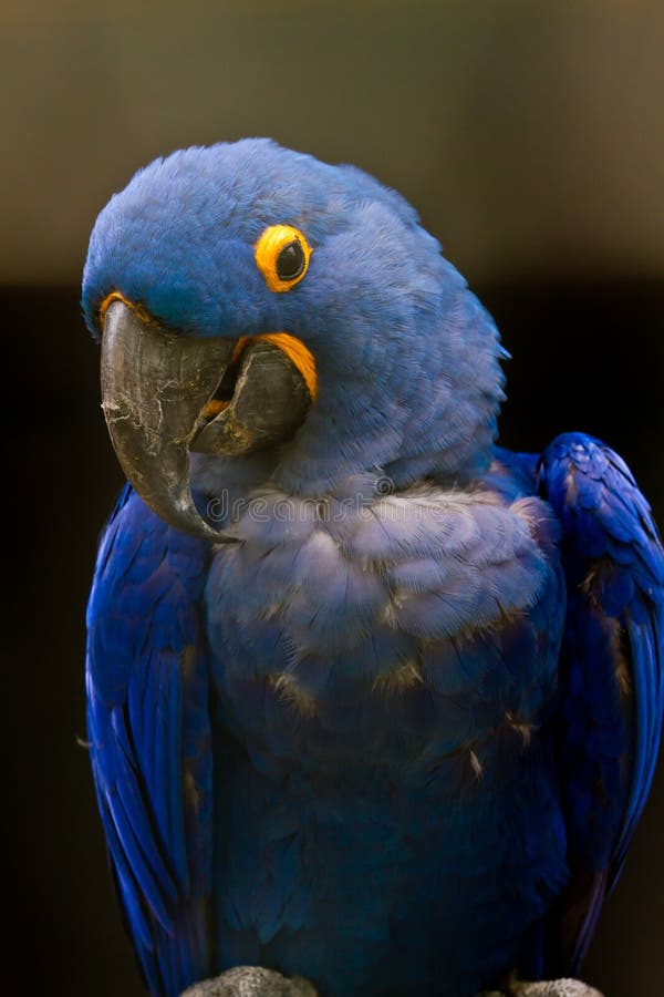 Ara ararauna macaw stock image. Image of beautiful, avian - 24210041
