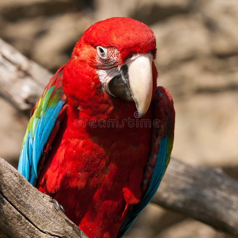 Ara Ararauna Parrot - Portrait Stock Image - Image of macaw, branch ...
