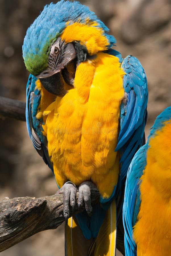 Blue And Yellow Or Gold Macaw Ara Ararauna , A Talking Parrot In A Zoo ...