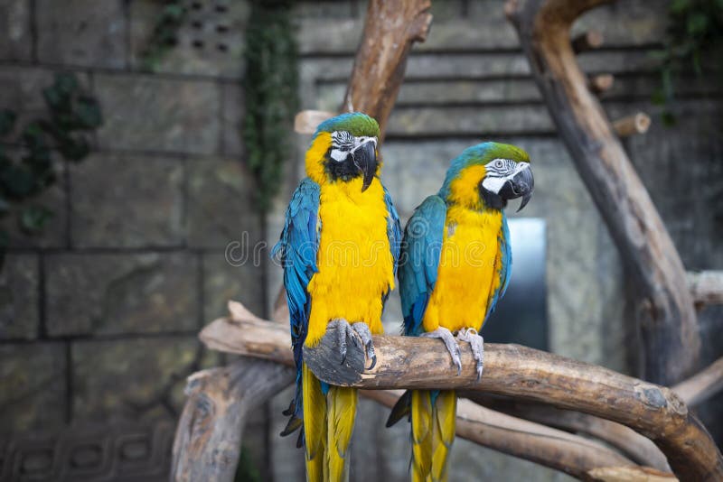 Ara Ararauna. Two Blue-yellow Macaw Parrots on Tree Branch. Ara Macao ...