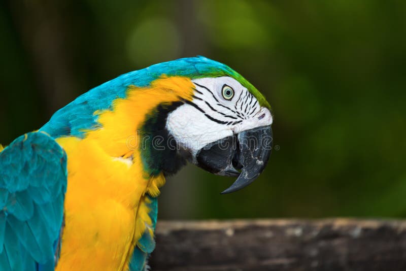 Ara Ararauna stock photo. Image of bird, nature, parrot - 57795978