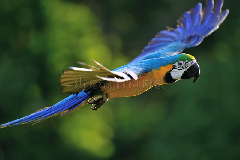 Ara Bleu-et-jaune Volant - Ararauna D'arums Image stock - Image: 41004815