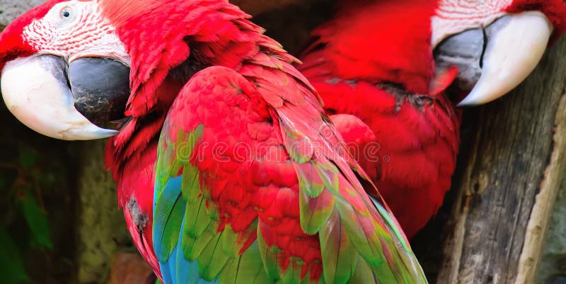 Ara chloroptera close up stock image. Image of parrot - 56527561