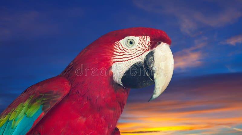 Ara Chloropterus Against Sunset Sky Stock Image - Image of america ...