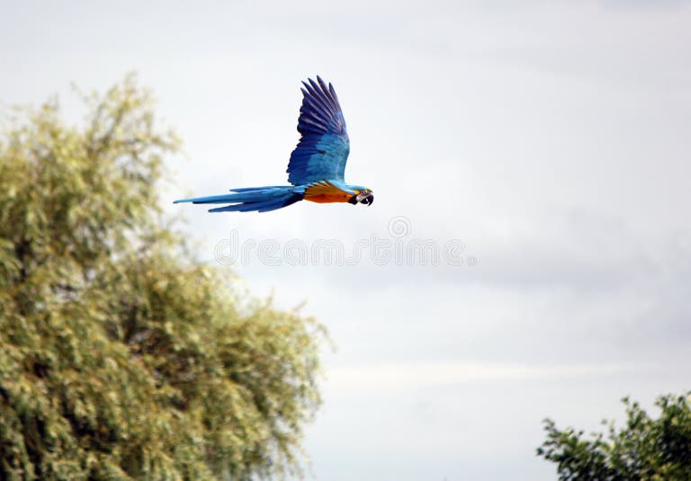 Ara macaw flying stock image. Image of bird, bright, blue - 22072123