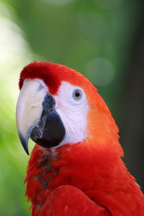 Ara Macaw parrot stock image. Image of macaw, feather - 55106387