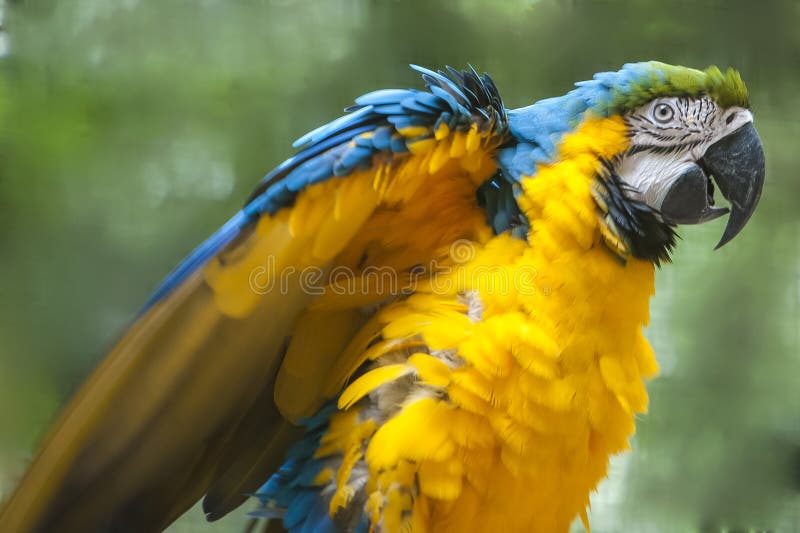 Ara-Papagei stockfoto. Bild von aronstäbe, exotisch, süd - 29554640