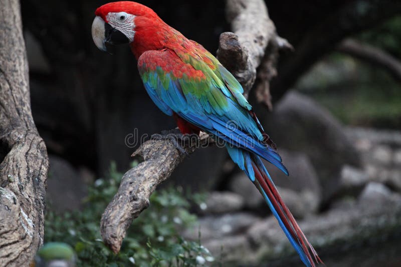 Ara papuzi ptak w Thailand obraz stock. Obraz złożonej z handel - 108110763