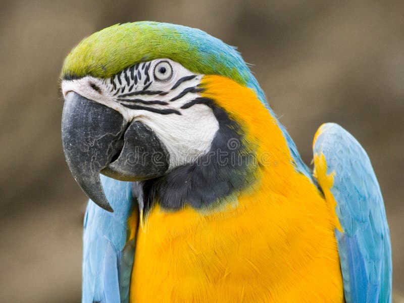Ara parrot stock photo. Image of closeup, macaw, yellow - 1085468