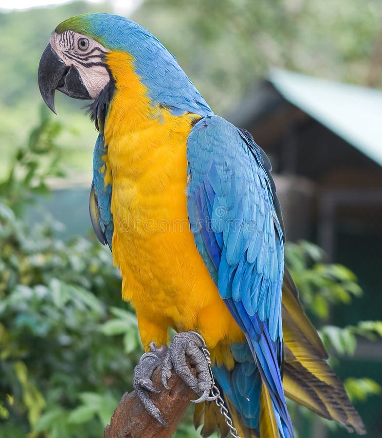 Ara parrot stock image. Image of portrait, coming, staring - 16501309