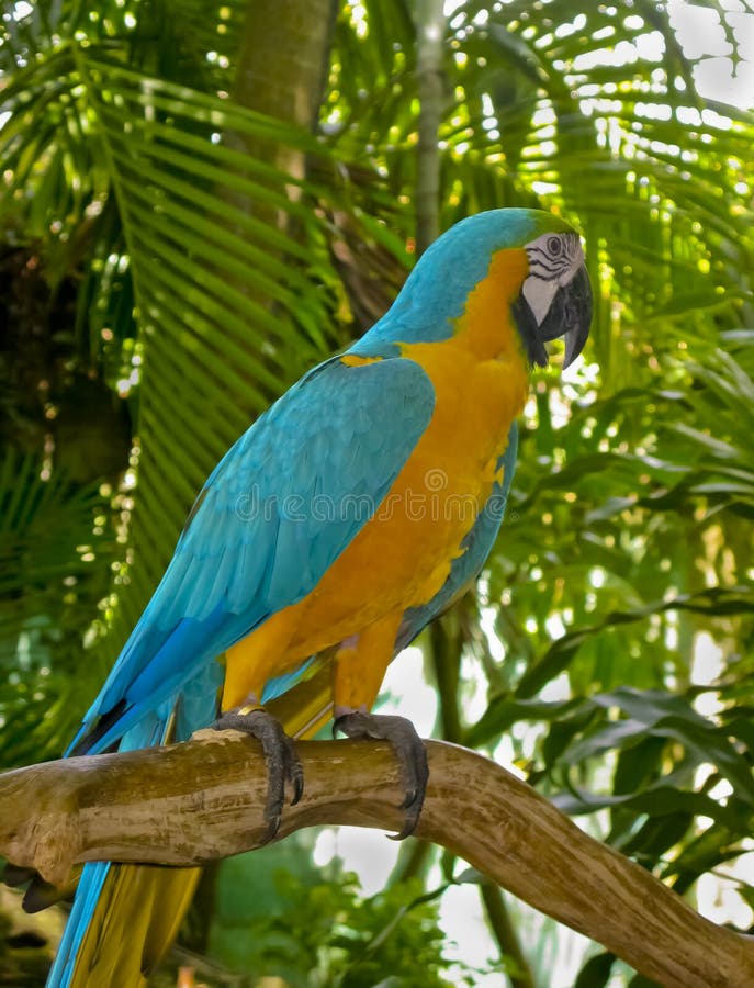 Macow Parrot stock photo. Image of yellow, parrot, nature - 66772