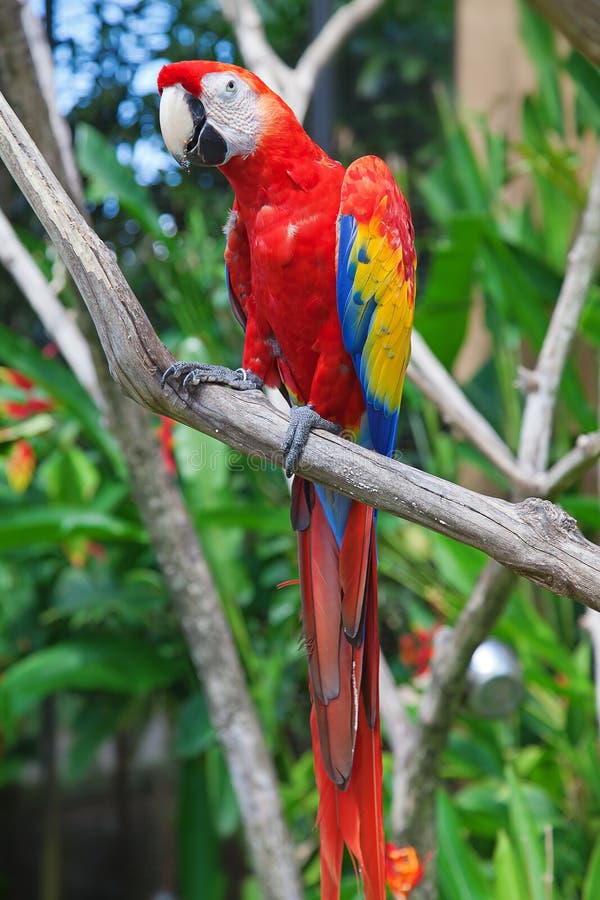 Ara parrot stock photo. Image of animal, feathers, species - 25420742