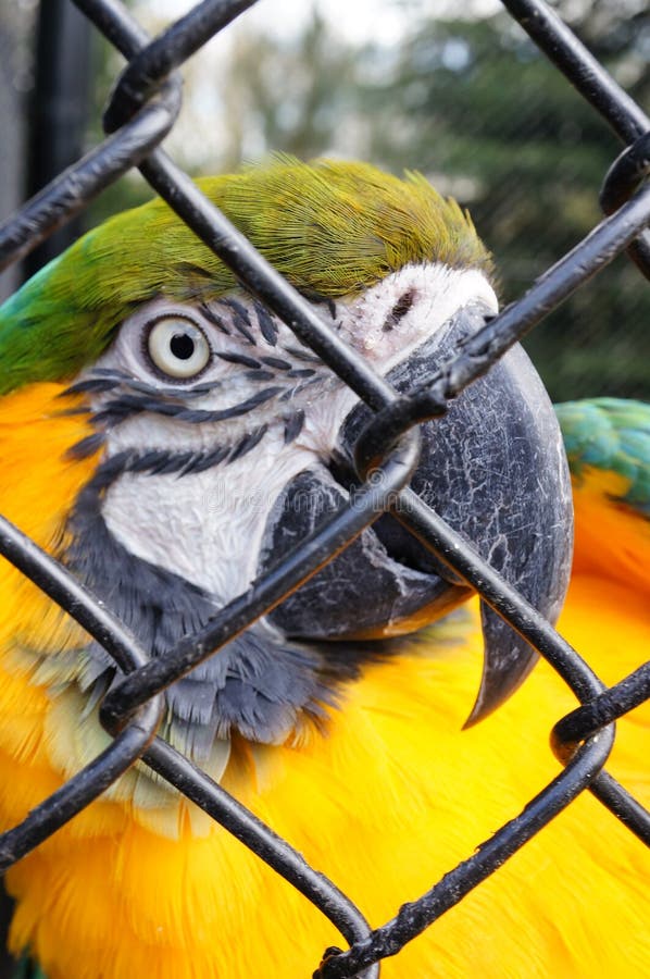 Ara parrot stock photo. Image of parrot, grid, fence - 45014630