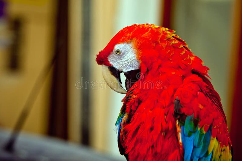 Red Parrot Close-up Portrait. Portrait of Big Parrot Scarlet Macaw, Ara ...
