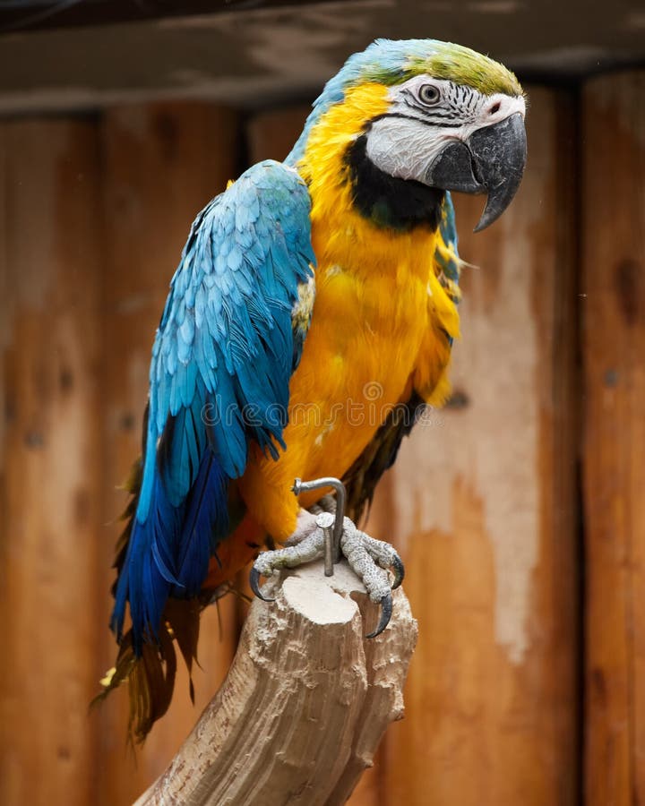 Ara parrot closeup stock image. Image of white, pretty - 72058263