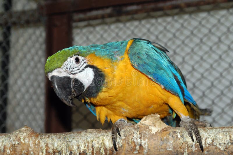 Ara parrot stock photo. Image of avian, fowl, ararauna - 35397418