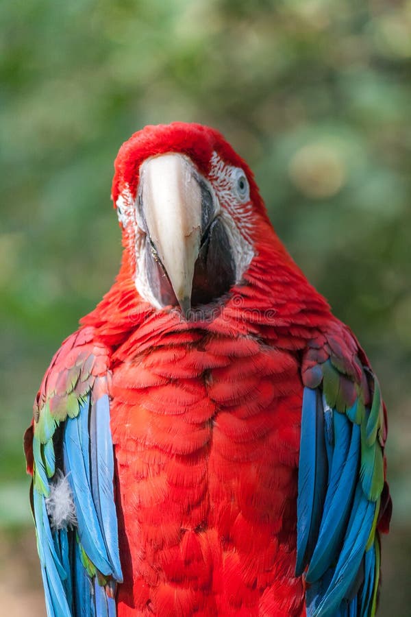 Ara parrot detail stock image. Image of detail, green - 67782589