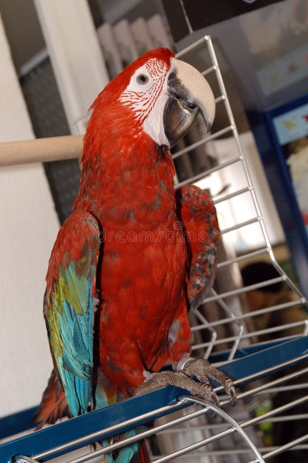 Ara parrot stock image. Image of blue, pretty, fauna - 35397451