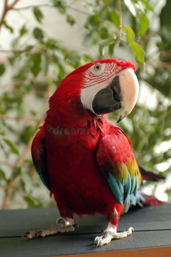 Ara parrot stock image. Image of chloropterus, playful - 35396941