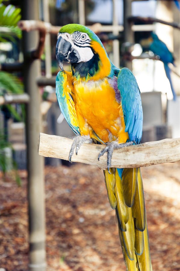 Ara Parrot on a stick stock image. Image of sitting, parrot - 22681561