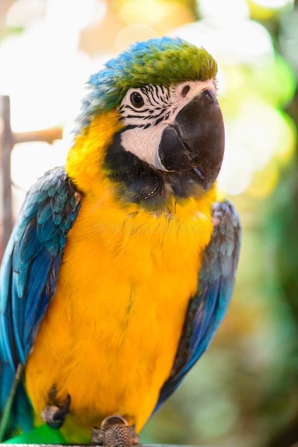 Ara parrot tropical bird stock photo. Image of animals - 71209720