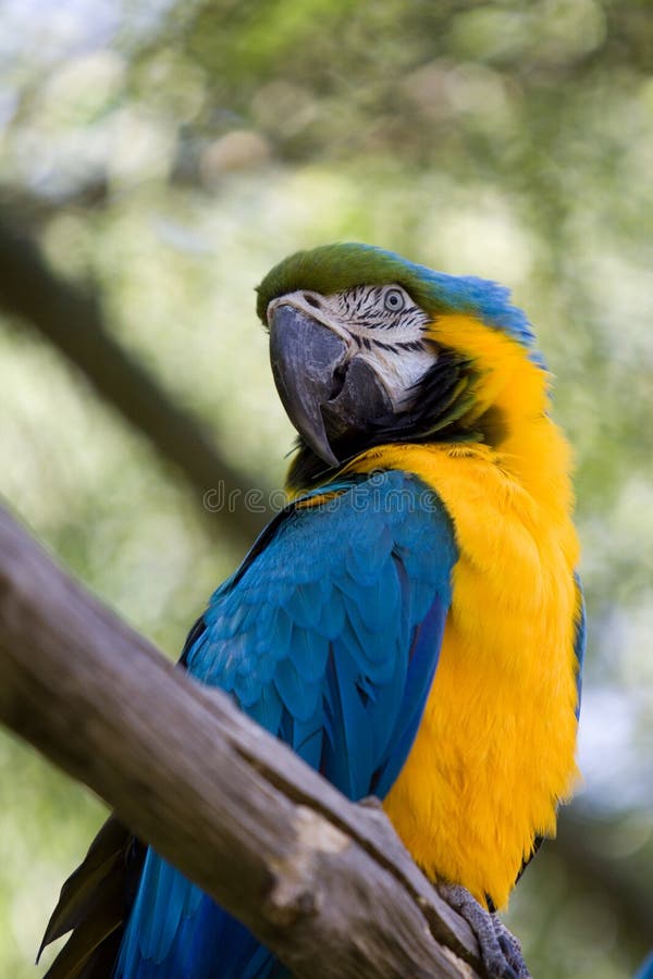 Ara parrot stock photo. Image of feather, natural, maccaw - 32146720