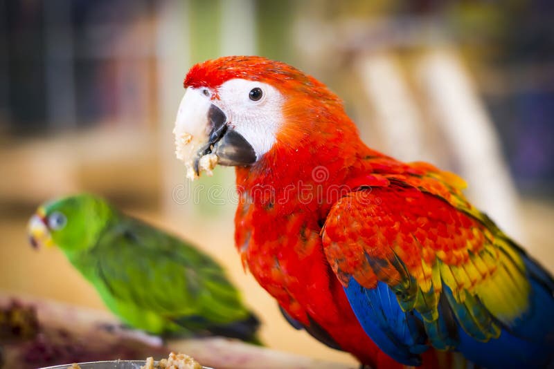 Ara parrot at zoo stock photo. Image of beautiful, amazon - 120009032
