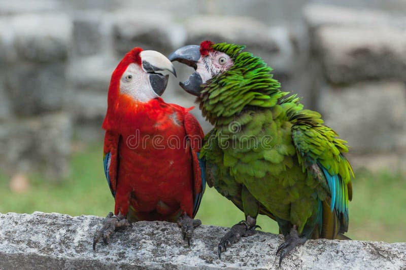 Parrots fighting stock image. Image of nature, portrait - 84147121