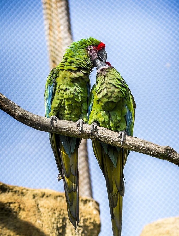 Ara parrots stock image. Image of green, tropical, together - 87732409