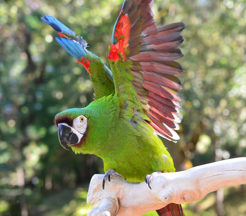 Pappagallo (ara Severa) Sul Ramo Fotografia Stock - Immagine di ...