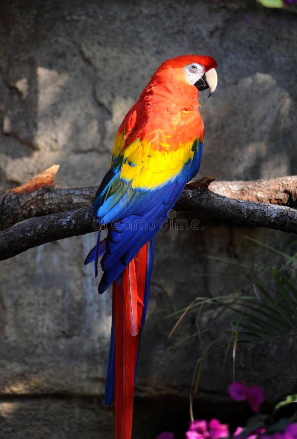 Szkarłatny ary papugi ptak obraz stock. Obraz złożonej z obserwator ...