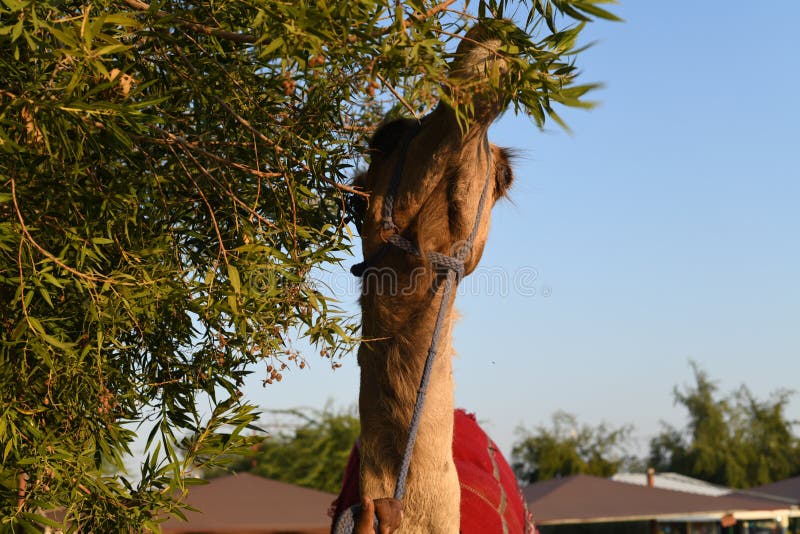 Arab Camel Eating Tree Herbs in Doha Qatar Stock Photo - Image of ...