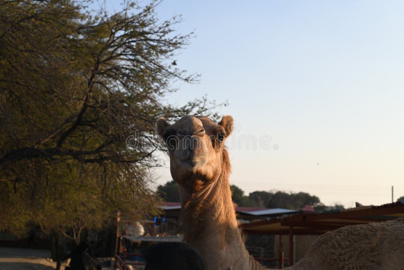 The Camel Stands on Farmstead in the Open-air Cage Stock Photo - Image ...